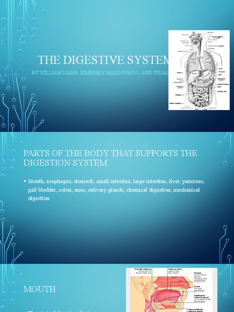 Digestive System | PDF | Human Digestive System | Digestion