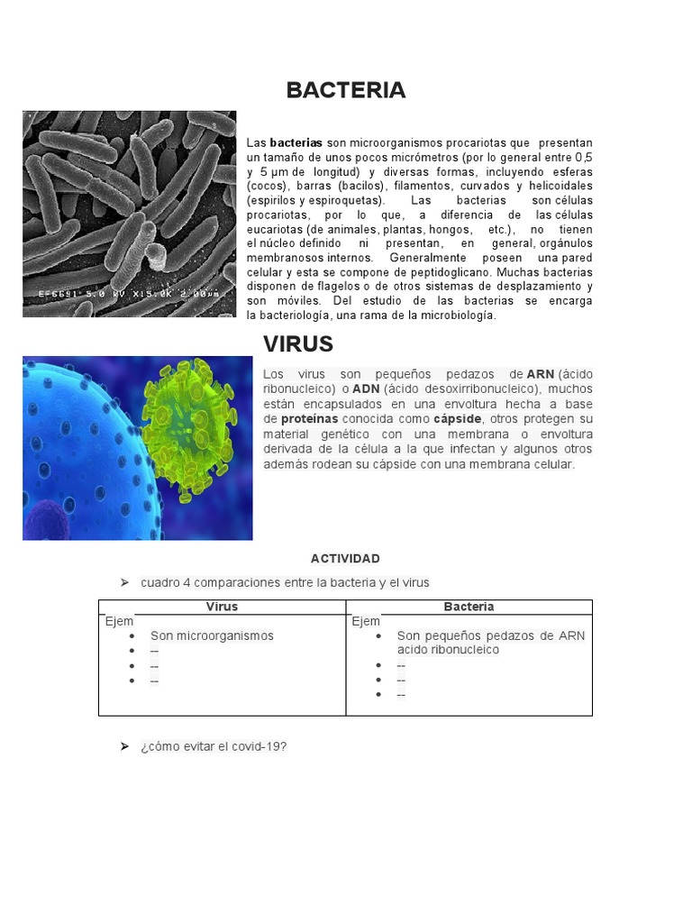 Bacteria y Virus | PDF
