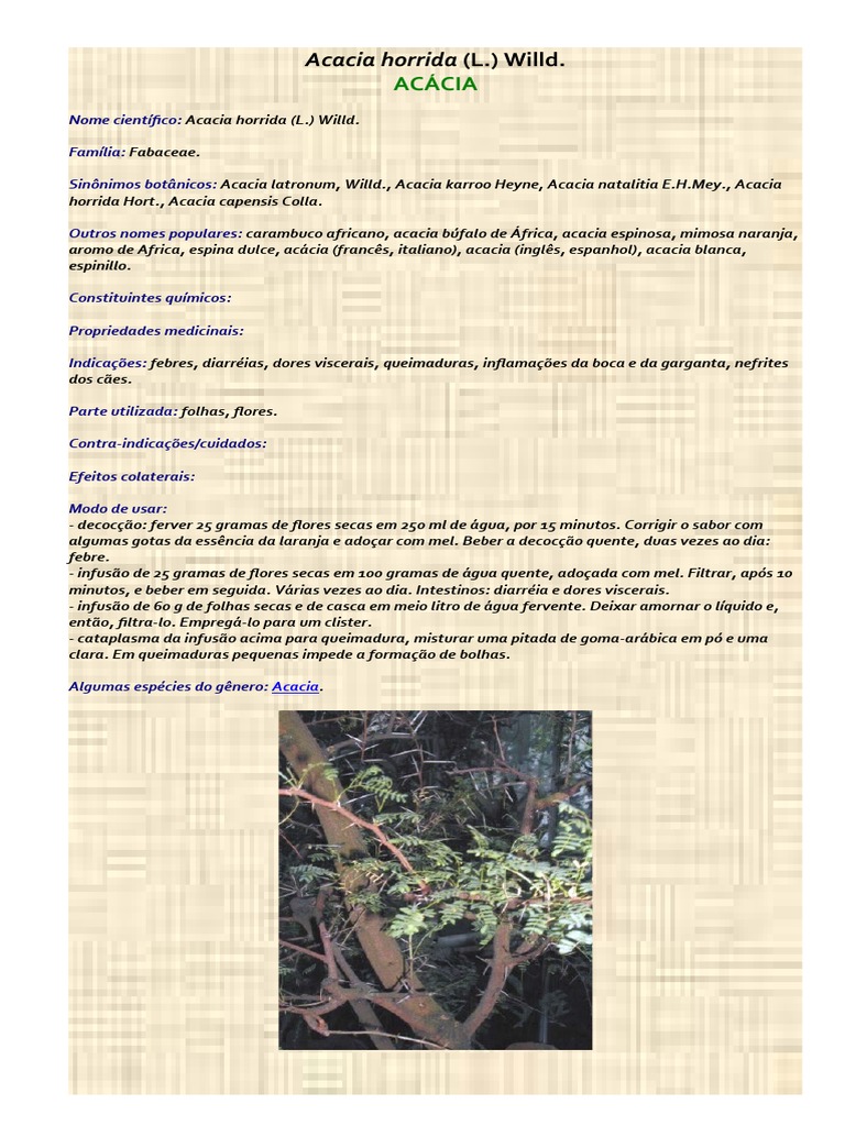 Acácia - Acacia Horrida (L) Willd | PDF