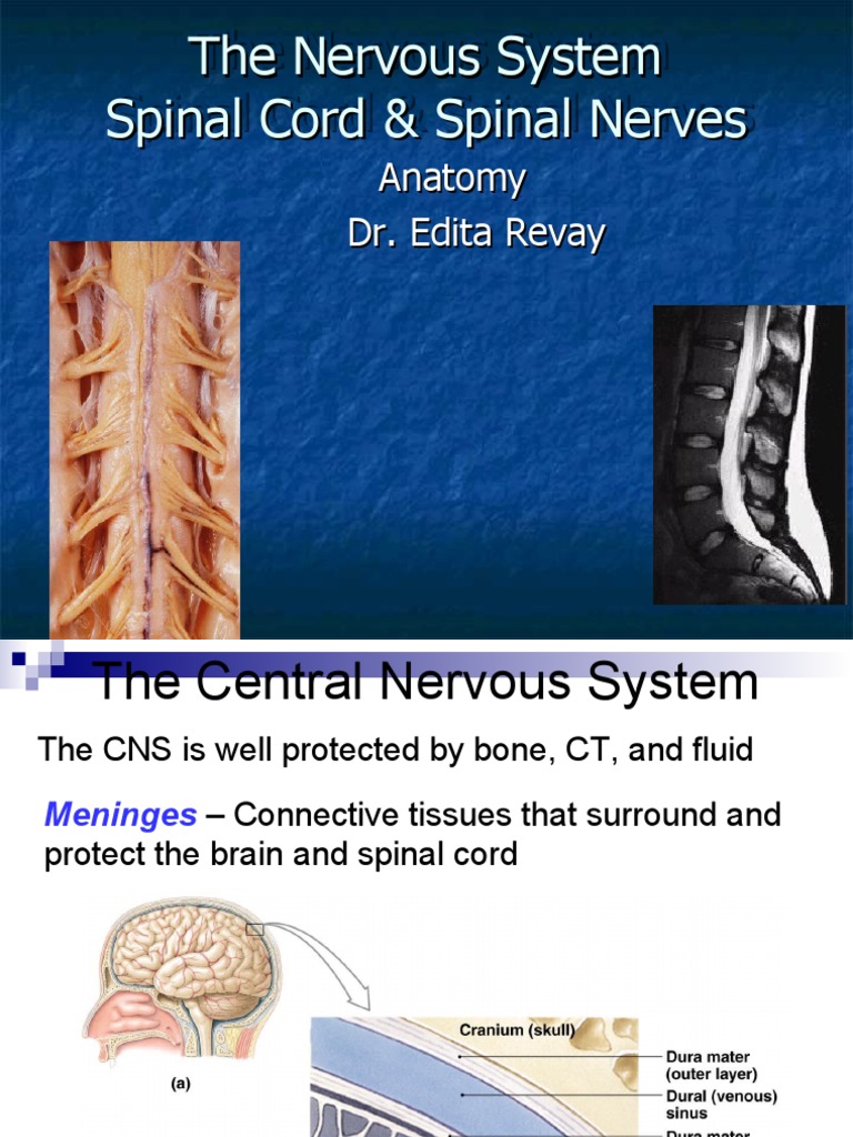Anatomy - Spinal Cord & Spinal Nerves | PDF | Spinal Cord | Neuroanatomy