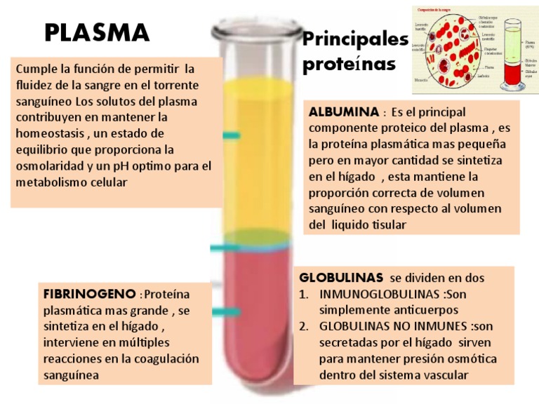Funciones y componentes del plasma sanguíneo | PDF | Salud y bienestar