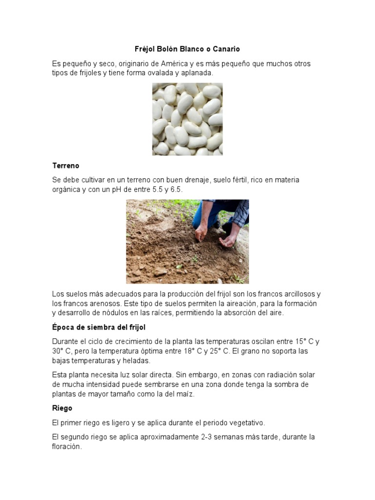 Fréjol Bolón Blanco o Canario | PDF | Phaseolus Vulgaris | Maíz