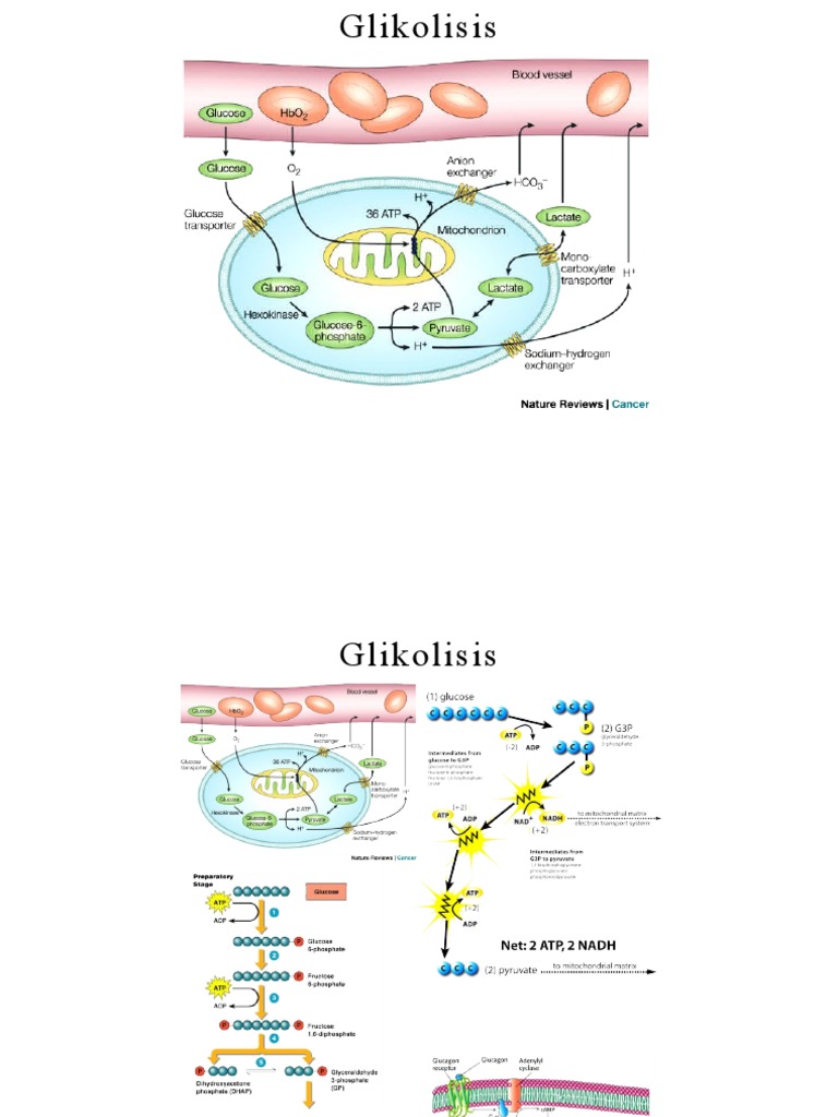 1 Glikolisis | PDF | Adenosine Triphosphate | Chemistry