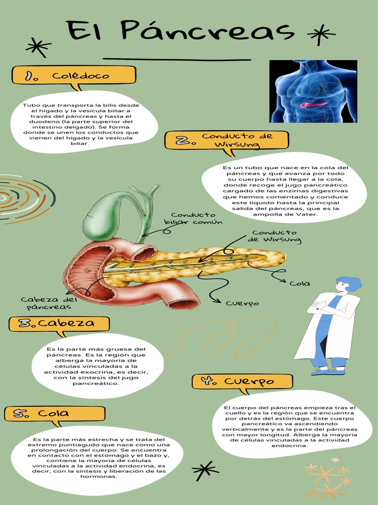 El Páncreas y Sus Funciones | PDF | Páncreas | Sistema digestivo humano
