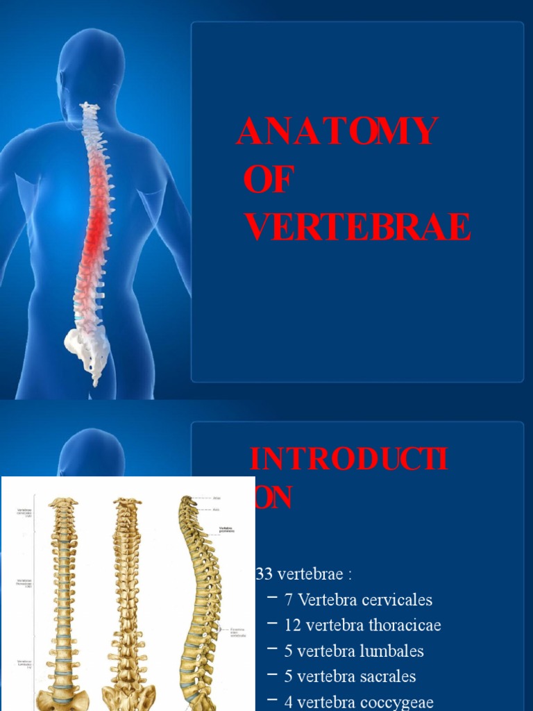 Vertebrae Anatomy Guide | PDF | Vertebra | Anatomy
