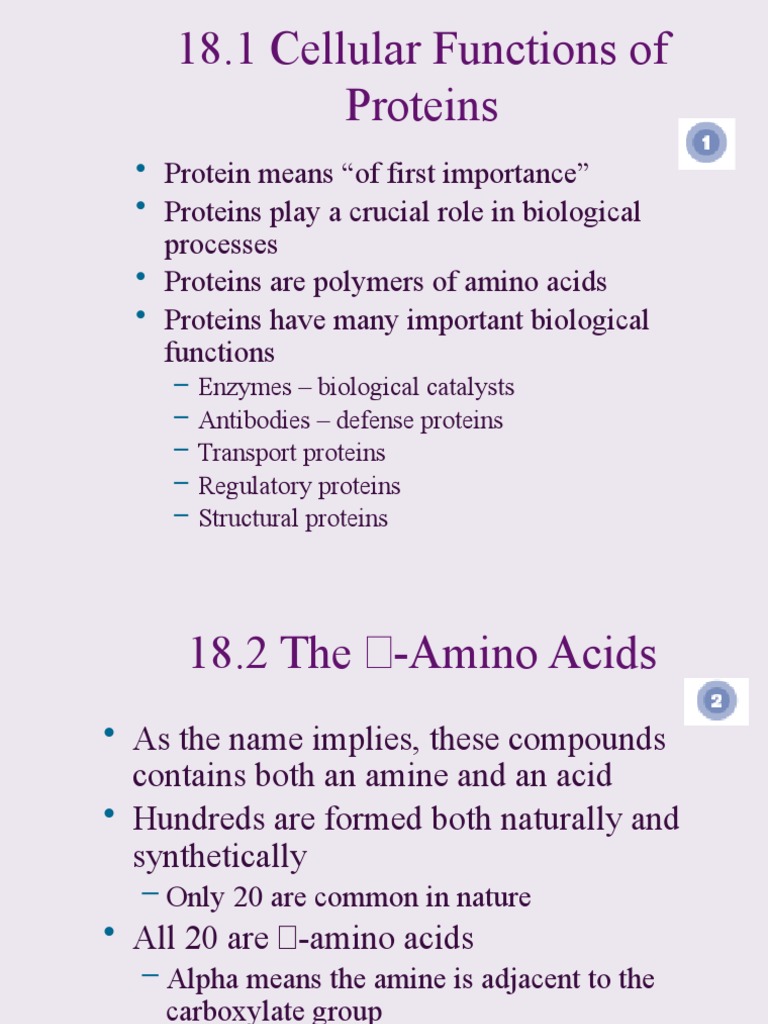 Importance of Proteins 2 | PDF | Proteins | Amino Acid