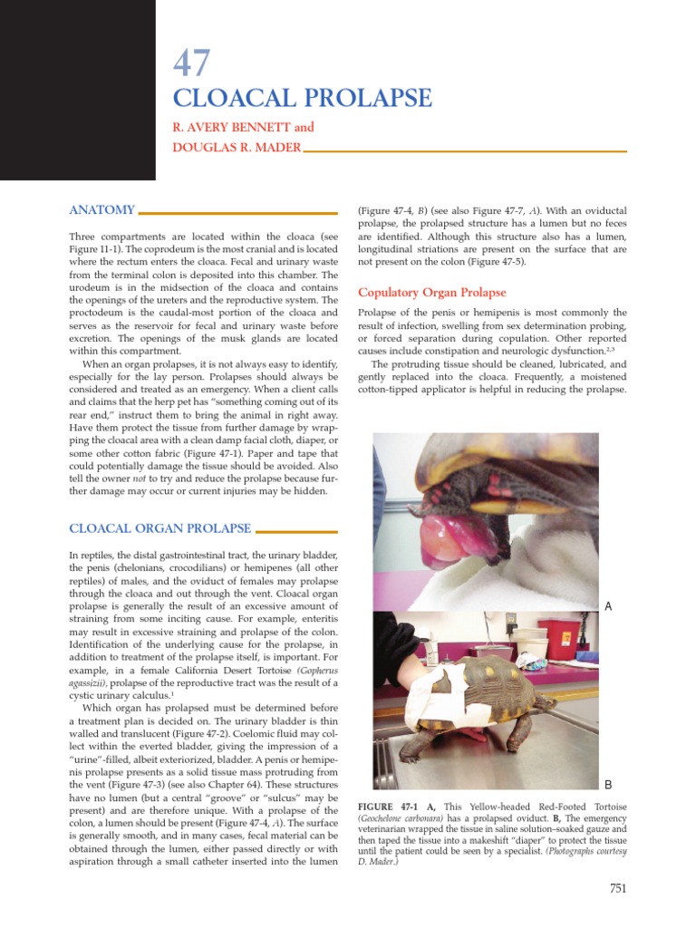 Reptile Cloacal Prolapso MADER | PDF | Urinary Bladder | Surgical Suture