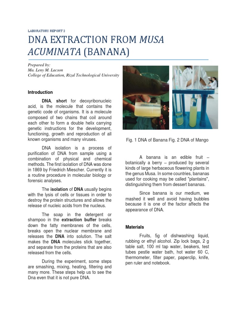 Dna Extraction From Musa Acuminata | PDF | Dna | Banana