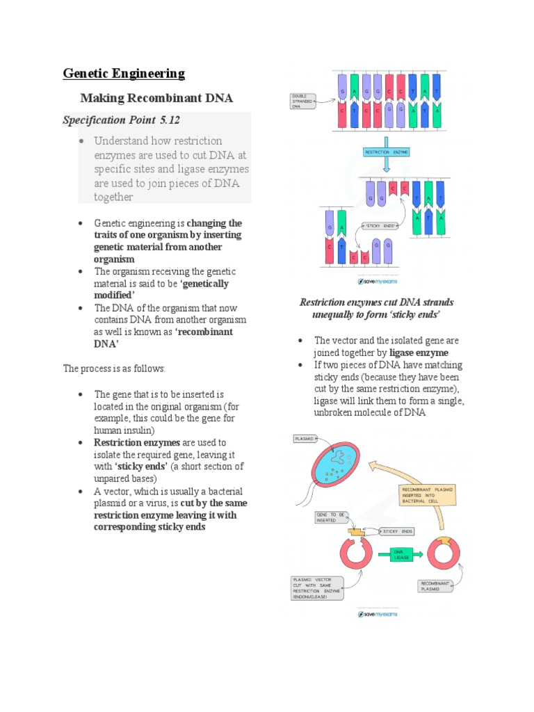 Genetic Engineering Igcse 9-1 | PDF | Plasmid | Recombinant Dna