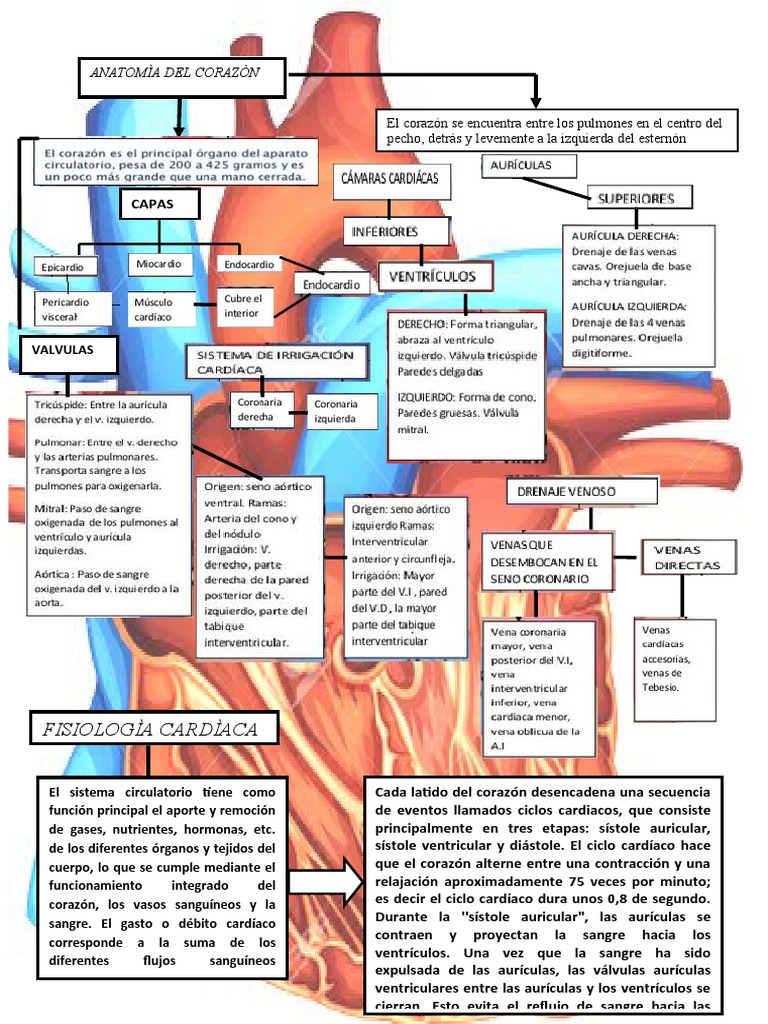 Mapa Conceptual Corazon | PDF