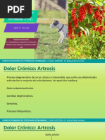 Lesotris Guia Producto | PDF | Droga anti-inflamatoria libre de ...
