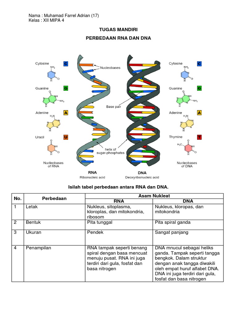 Perbedaan DNA Dan RNA | PDF