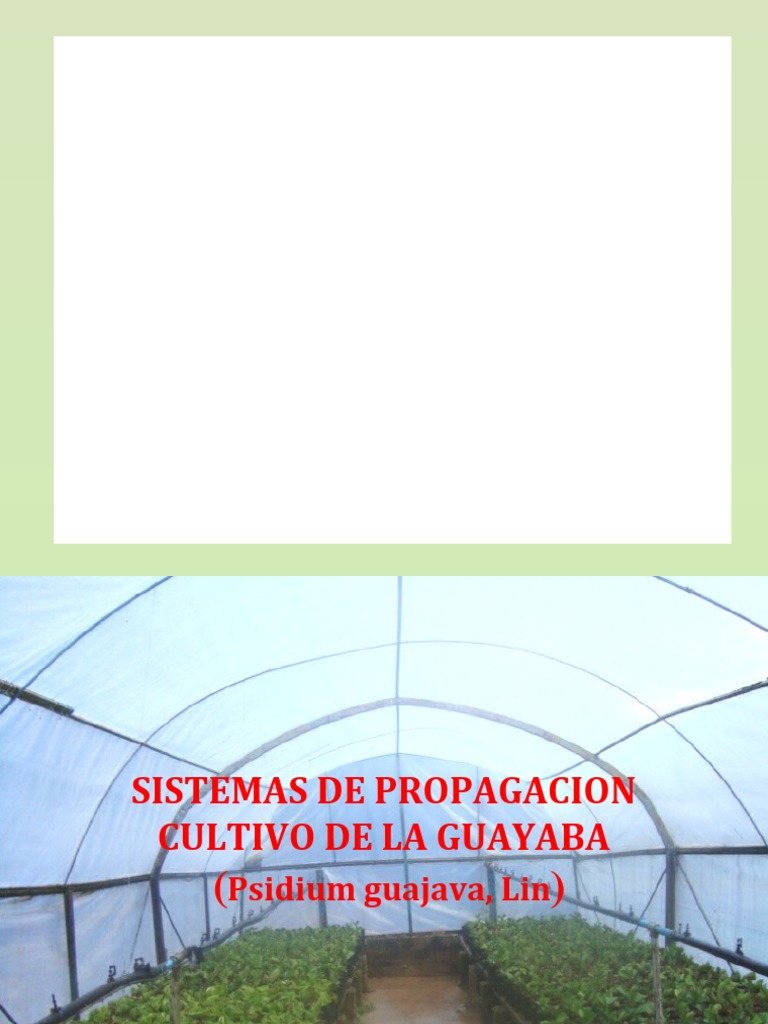 Guayaba Propagacion | PDF | Injerto | Horticultura y jardinería