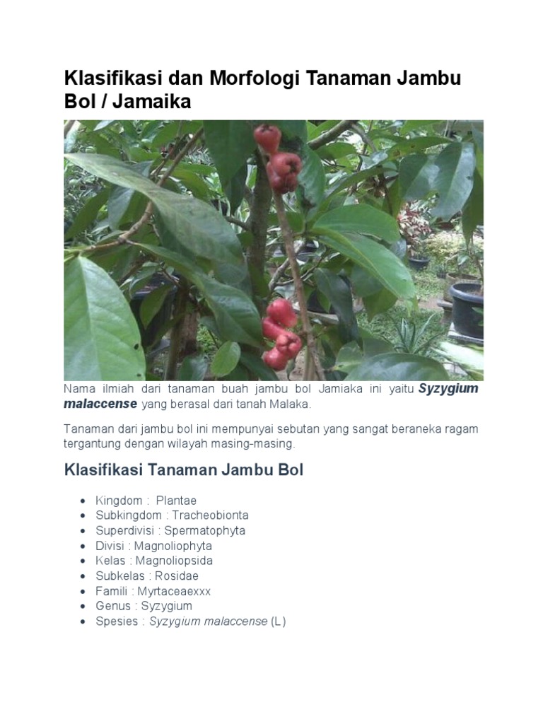 Klasifikasi Dan Morfologi Tanaman Jambu Bol | PDF