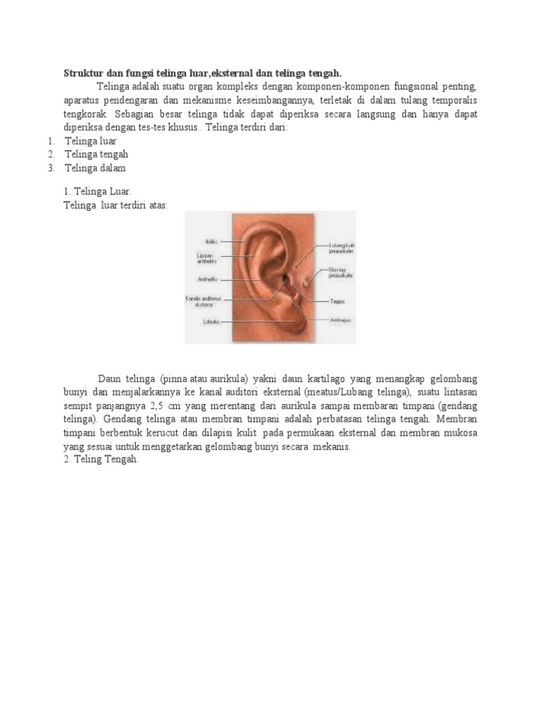 Struktur dan Fungsi Telinga Manusia | PDF | Ilmu Sosial | Sains ...