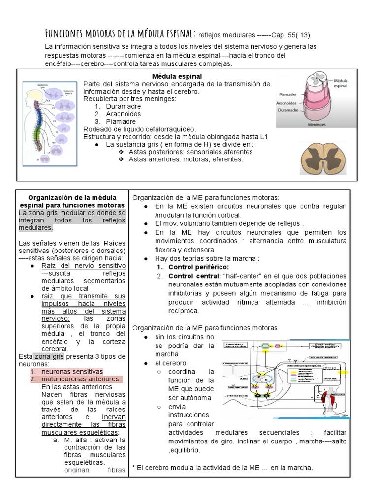 Funciones Motoras de La Medula Espinal. | PDF | Médula espinal | Neurona