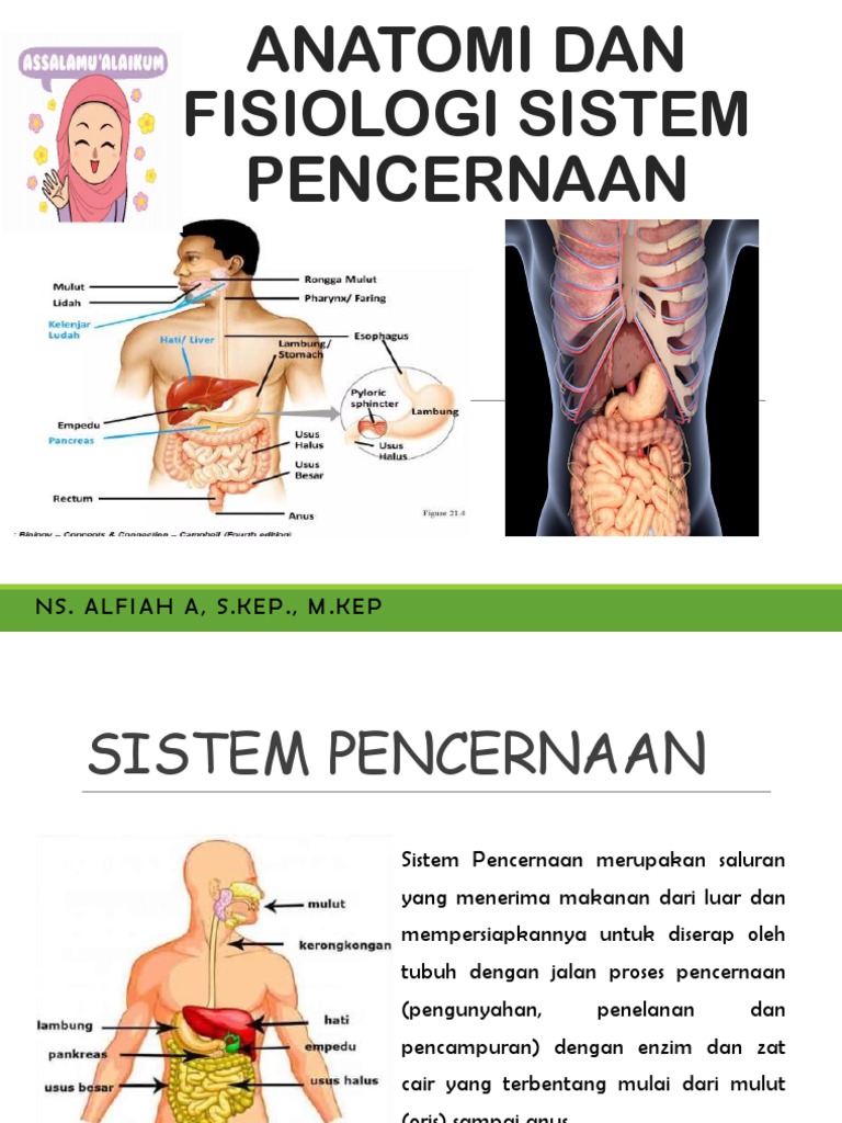 Anatomi Dan Fisiologi Sistem Pencernaan | PDF