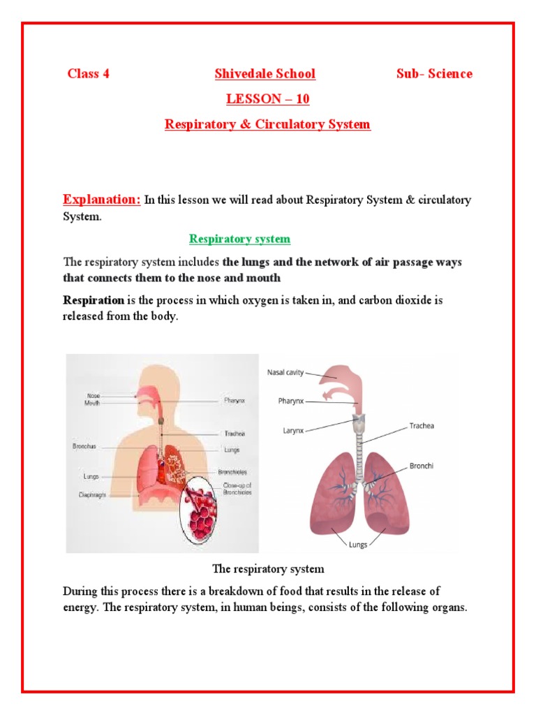 Respiratory & Circulatory System | PDF | Respiratory Tract ...