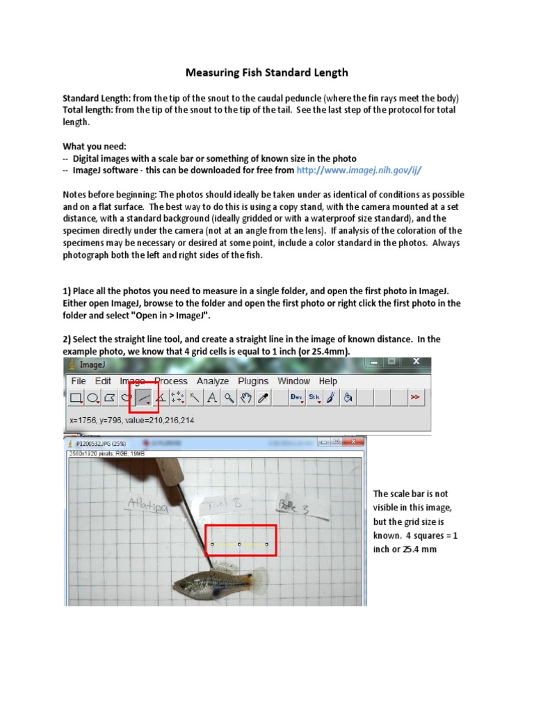 Measuring Standard and Total Length | PDF | Photograph | Camera