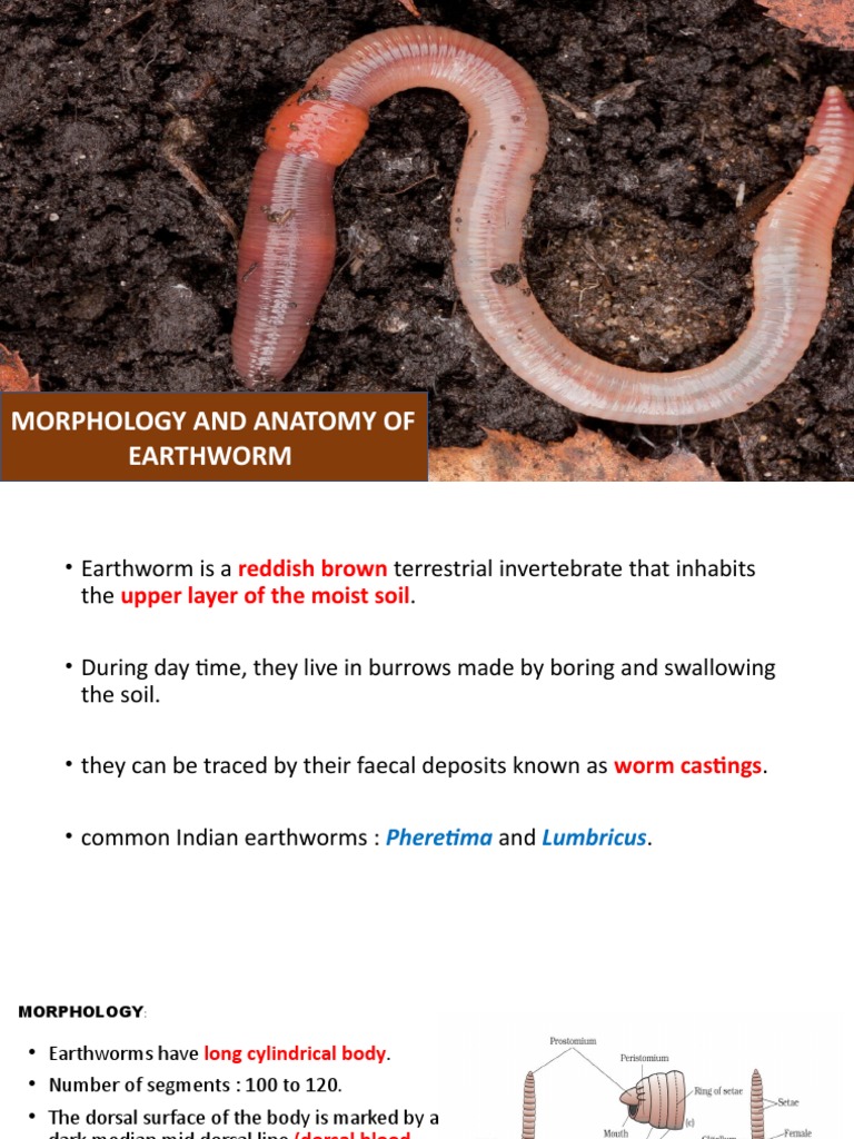Morphology and Anatomy of Earthworm | PDF | Zoology | Anatomy