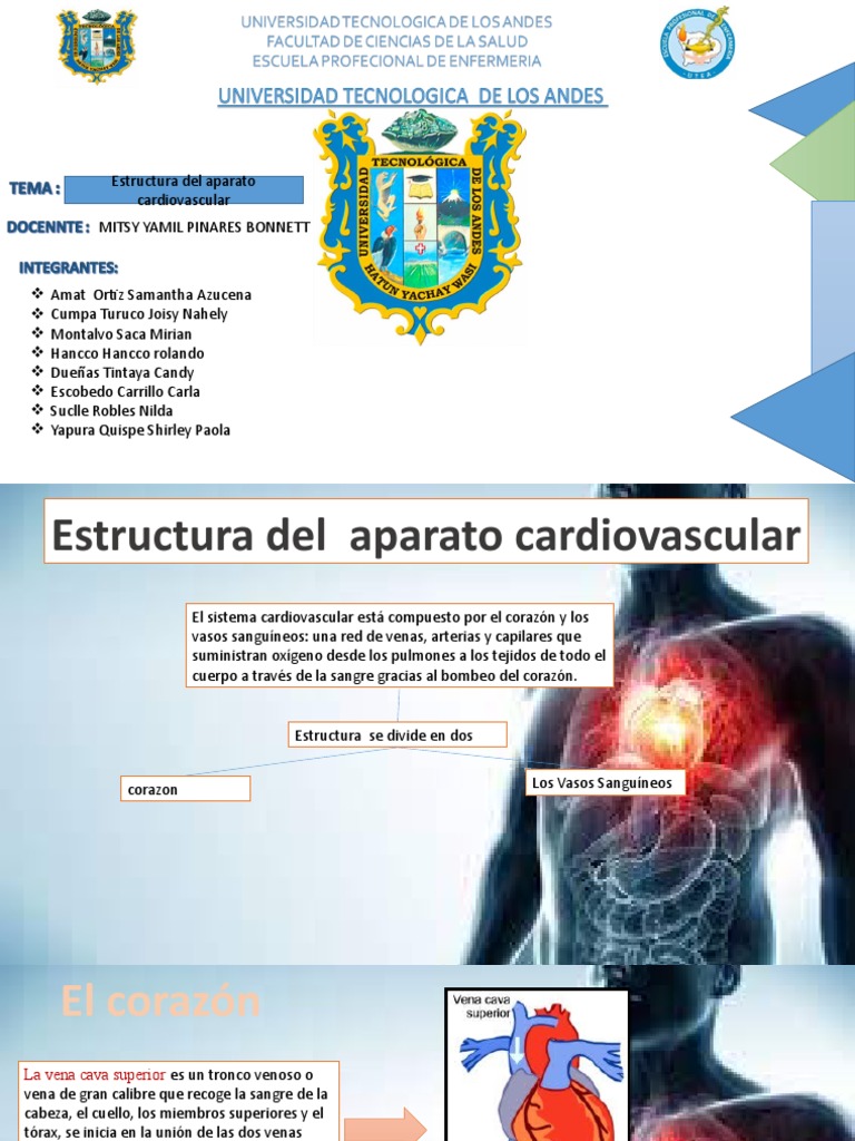 Estructura Del Aparato Cardiovascular | PDF | Sistema circulatorio ...