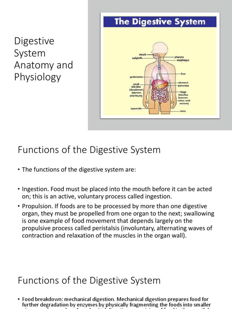Digestive System Anatomy and Functions | PDF | Stomach | Digestion