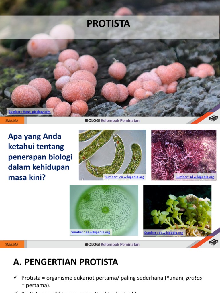 Protista | PDF