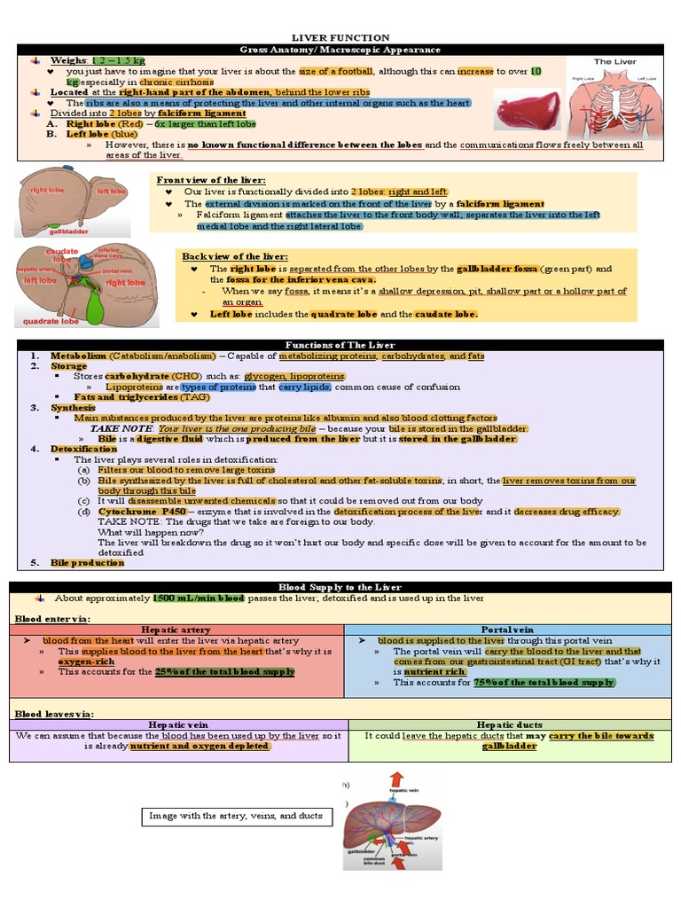 Liver Function and Anatomy | PDF | Liver | Bile