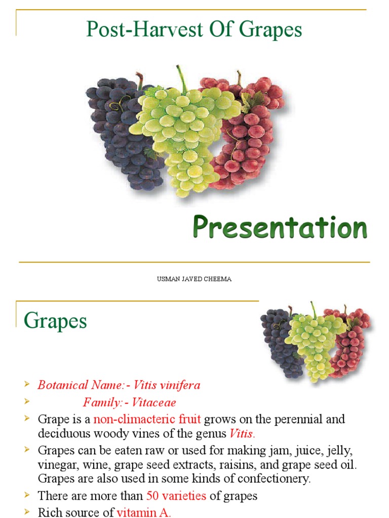 Post-Harvest of Grapes: Usman Javed Cheema | PDF | Grape | Vitis