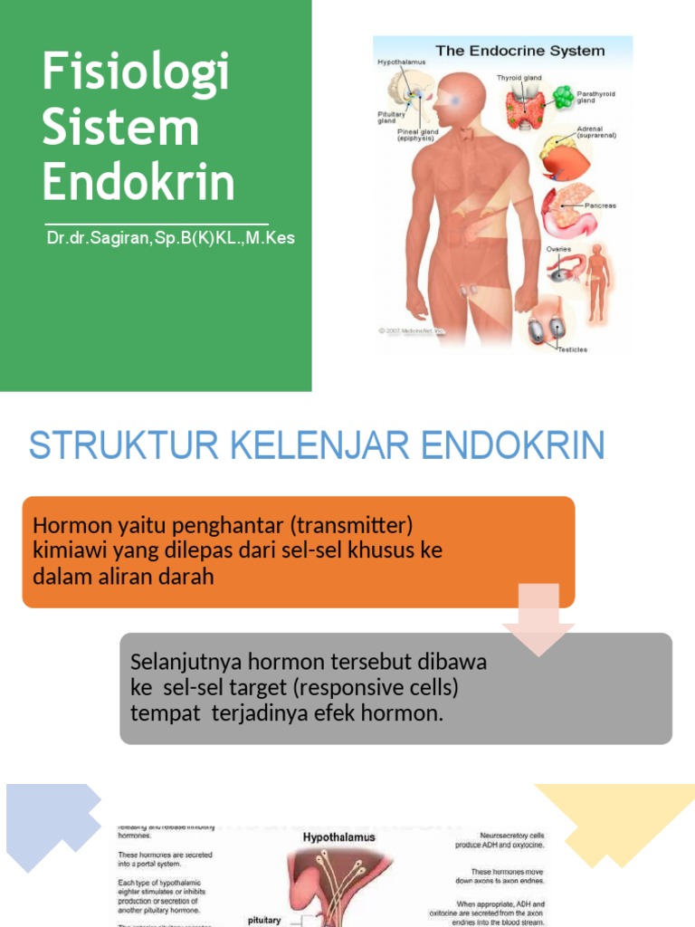 Fisiologi Sistem Endokrin-Dikonversi | PDF