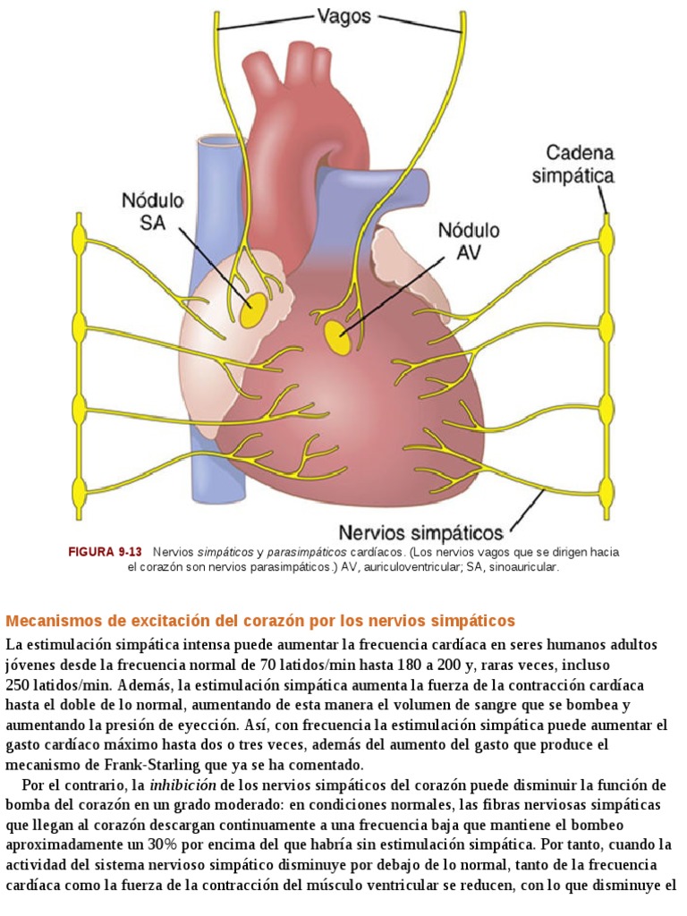 Inervación simpática y parasimpática del corazón | PDF | Corazón ...