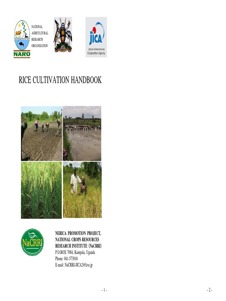 Upland and Lowland Rice Cultivation Guide | PDF | Rice | Fertilizer