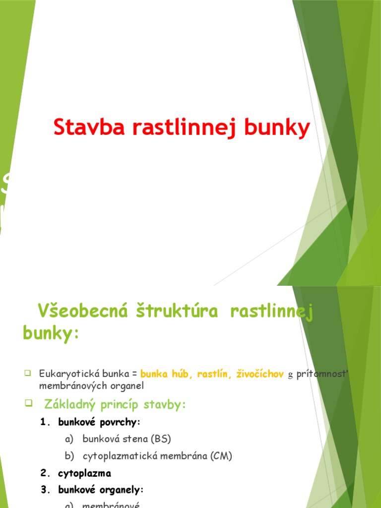 Stavba Eukaryotickej Bunky | PDF