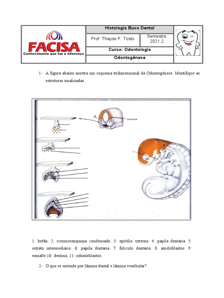 Atividade 7 - Revisão Odontogenese - Pronta | PDF | Dente | Anatomia