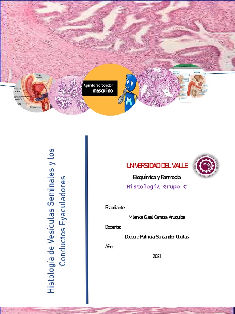 Histología de Vesículas Seminales y Conductos Eyaculadores | PDF ...