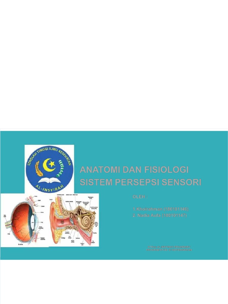 Anatomi Sistem Persepsi Sensori | PDF