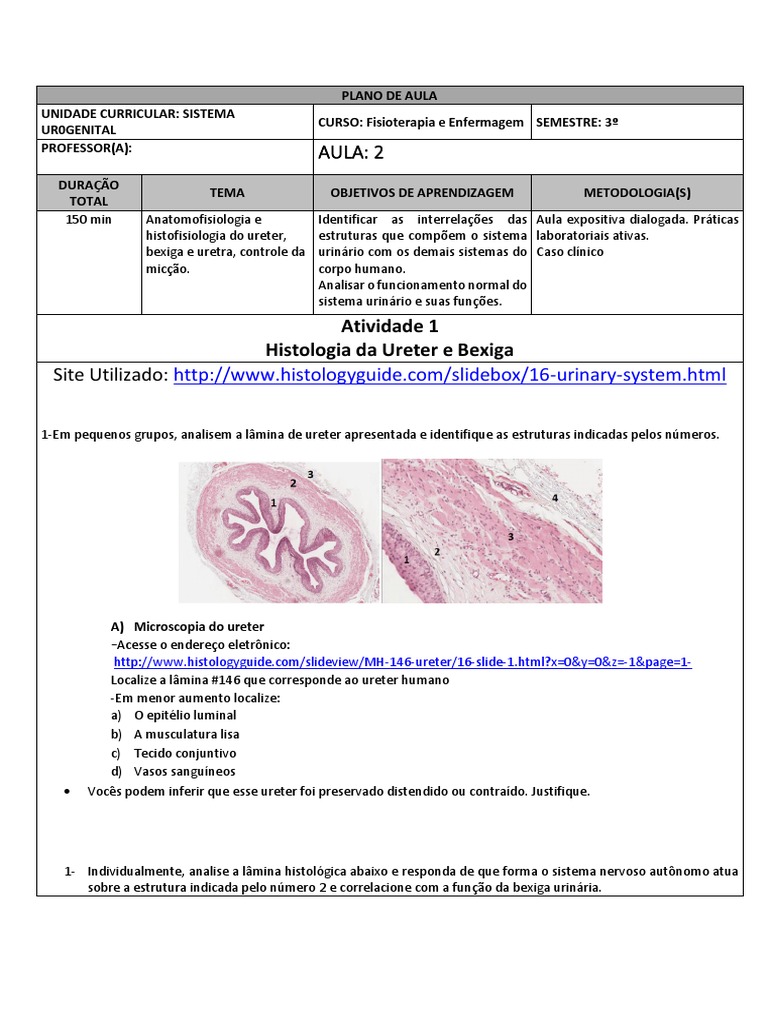PLA Aula 2 Histoanatomia Ureter Bexiga | PDF | Bexiga urinária | Anatomia