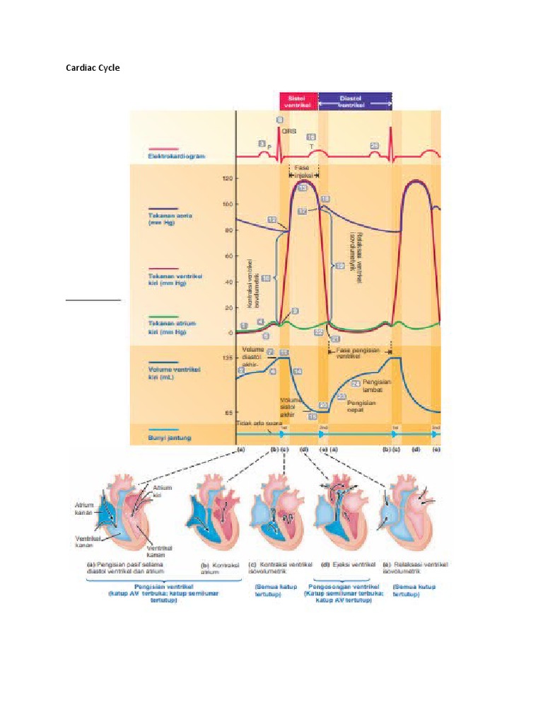 Cardiac Cycle | PDF