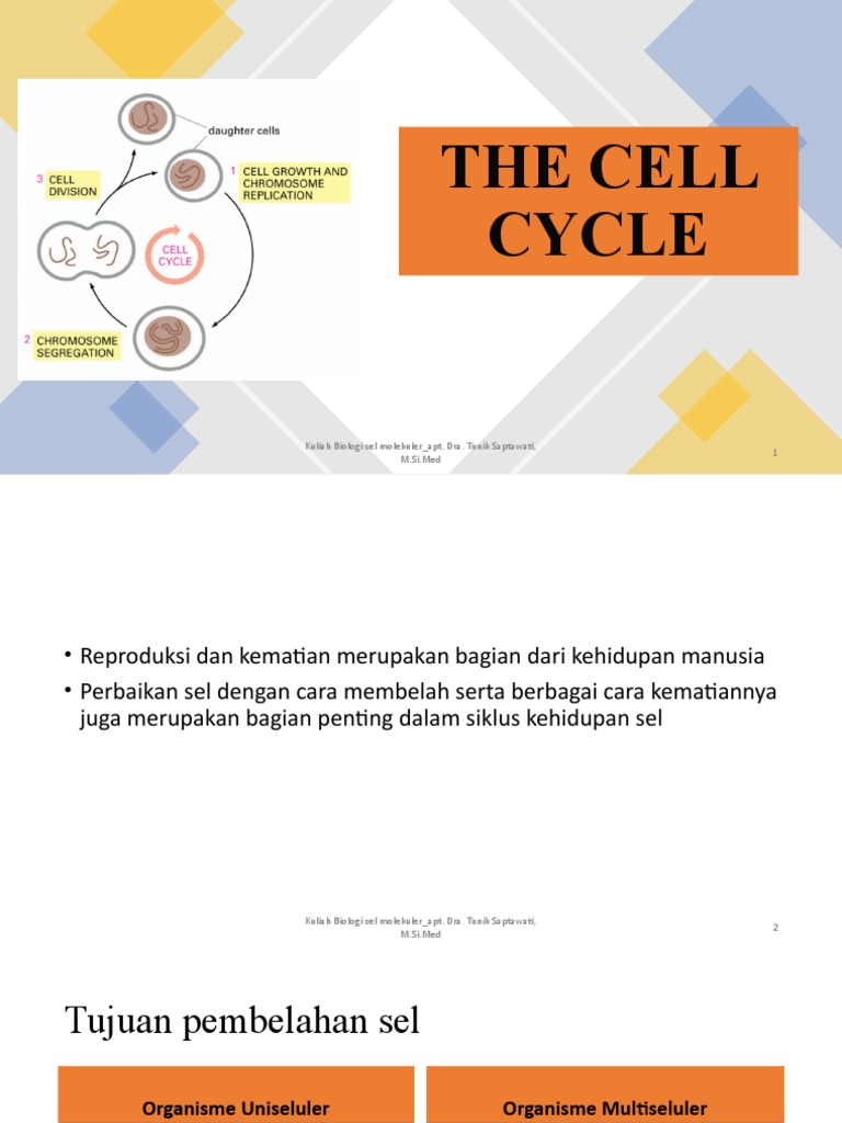 REGULASI SIKLUS SEL | PDF