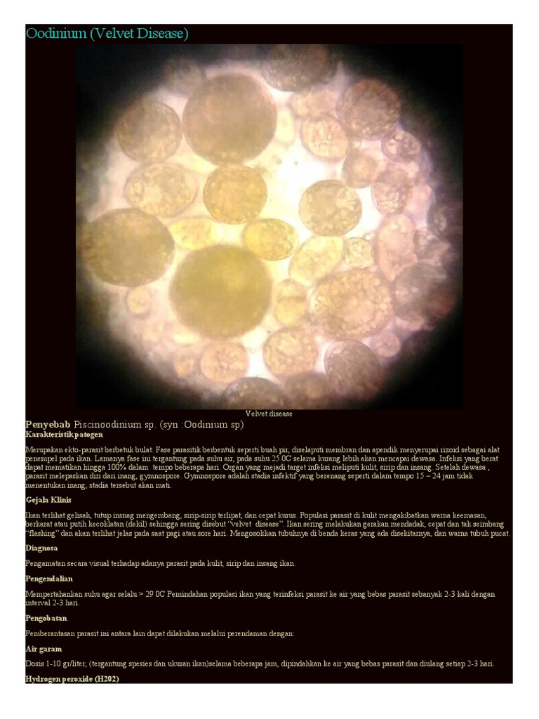 Penyakit Velvet pada Ikan Oodinium | PDF | Sains & Matematika