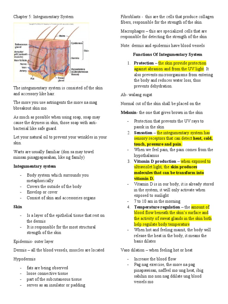 Functions of Integumentary System | PDF | Senses | Skin