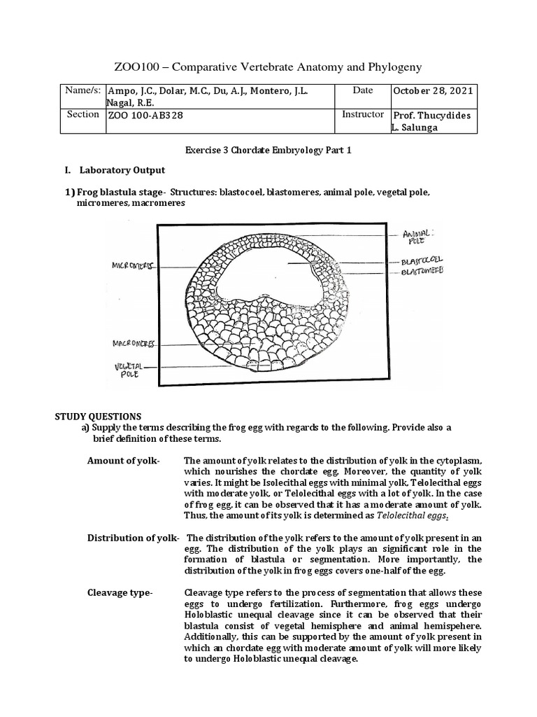 Frog Embryology: Stages & Structures | PDF | Developmental Biology | Zoology