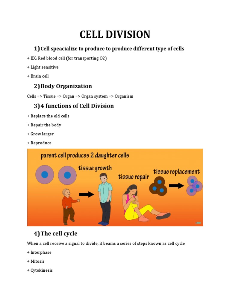 Cell Division: Cell Speacialize To Produce To Produce Different Type of ...