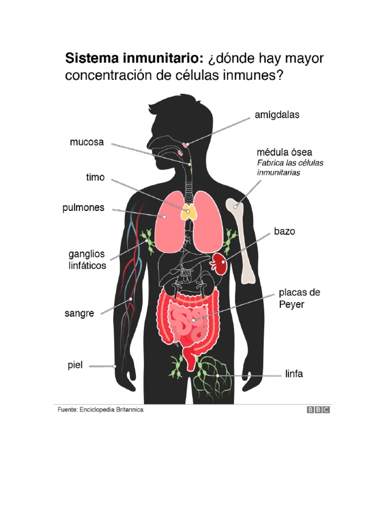 Dibujo Sistema Inmunitario Pdf