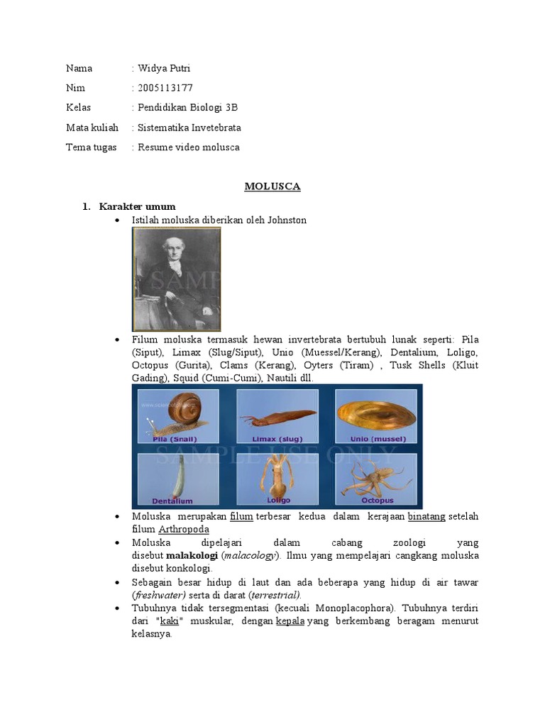 Klasifikasi Molusca | PDF