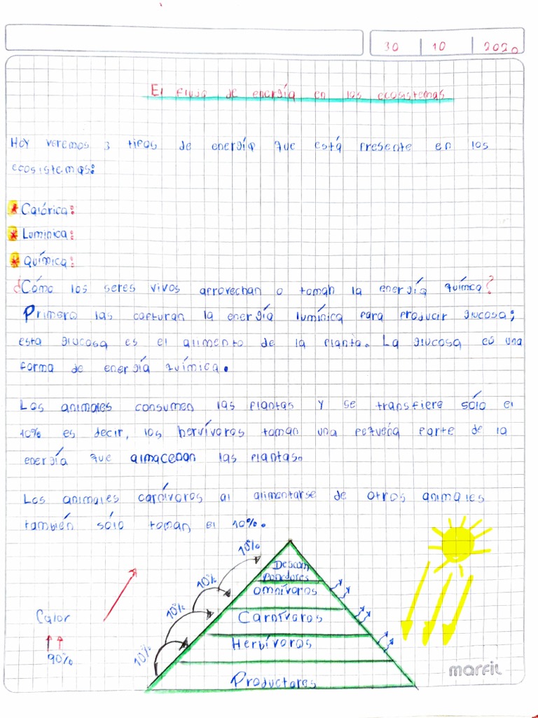 Apuntes. Flujo de Energía en Los Ecosistemas. David Jerónimo Arcos ...
