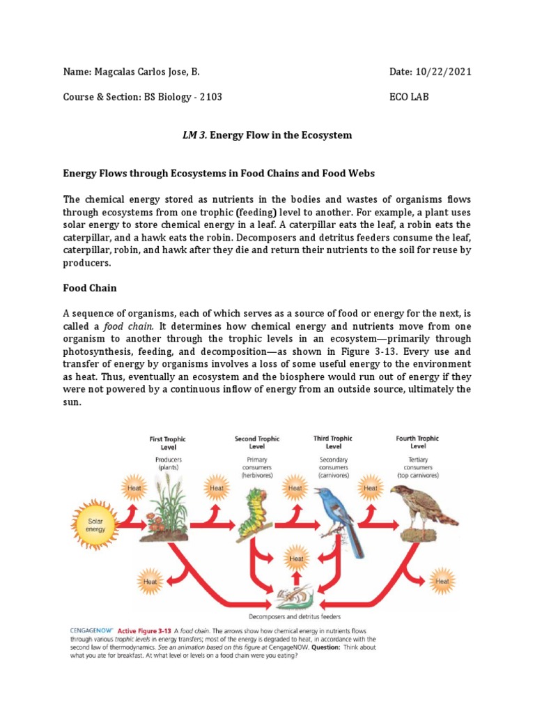 LM3 - Activity 3 - Energy Flow in The Ecosystem - Magcalas Carlos Jose ...