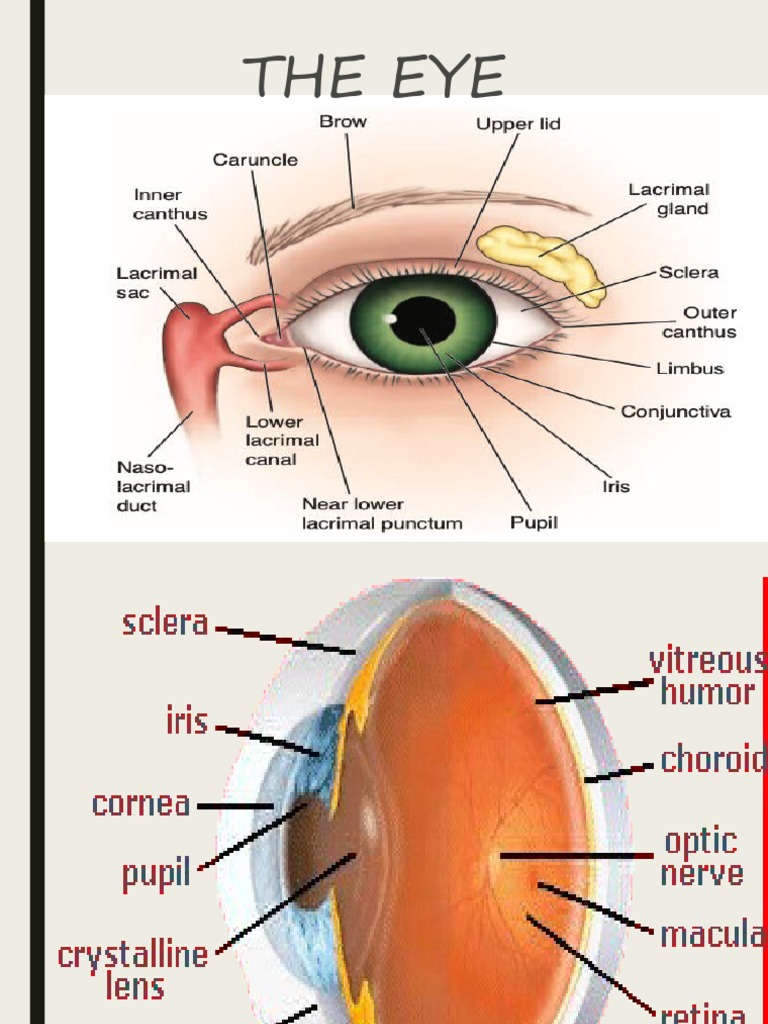 Eye Dxtics and Eye Disorders | PDF | Eye | Retina