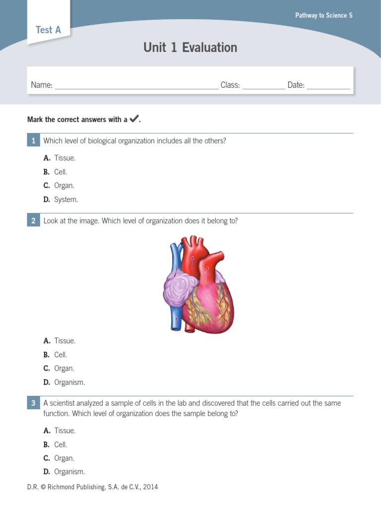 Unit 1 Evaluation: Test A | PDF | Digestion | Human Digestive System