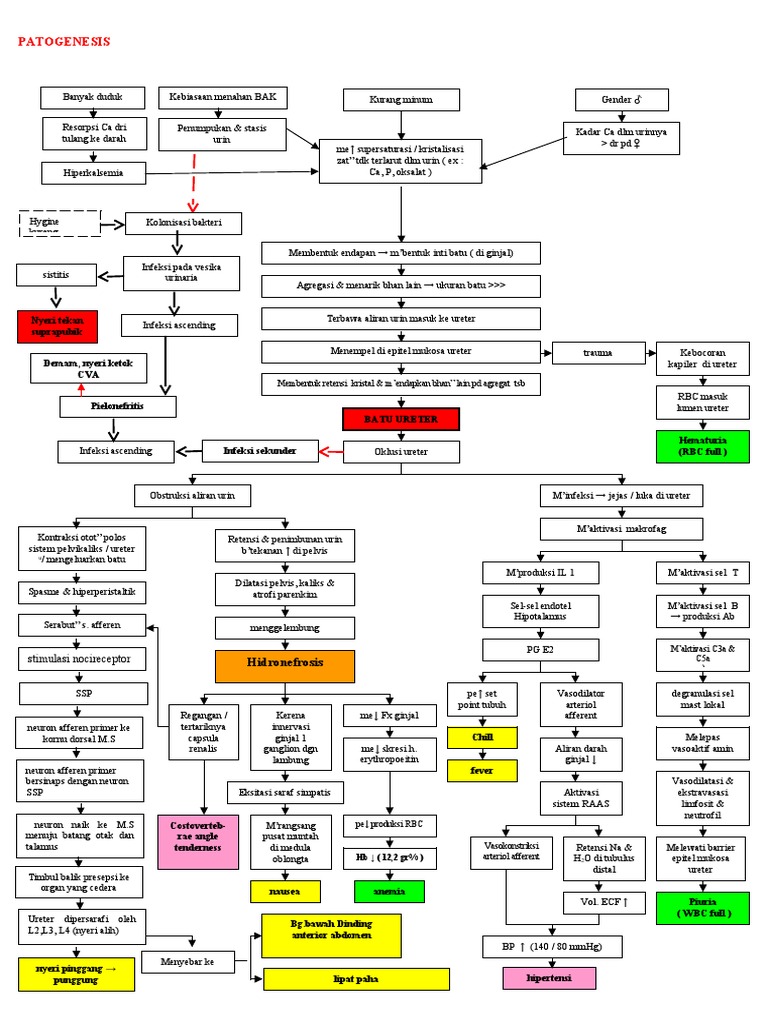 Patofisiologi Batu Saluran Kemih Dan ISK | PDF